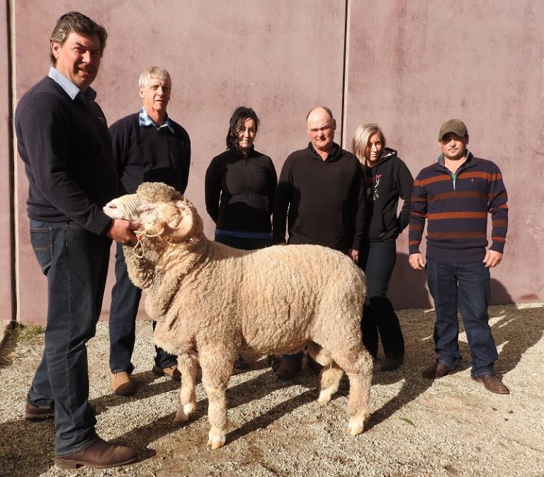 Bundaleer Merino Stud and Poll Merino Stud - Breeding Ewes | Rams ...