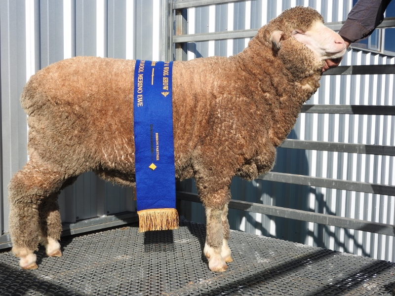 2019 Bendigo champion ewe - Bundaleer Merino Stud and Poll Merino Stud ...
