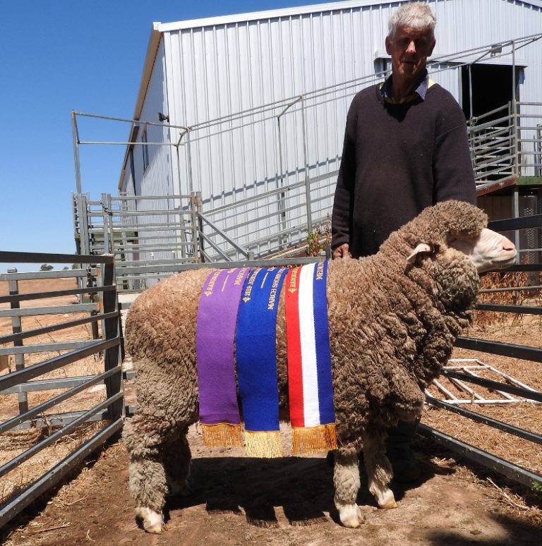 Bundaleer Merino Stud and Poll Merino Stud - Breeding Ewes | Rams ...