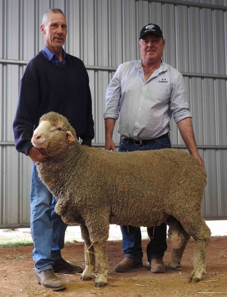 2022 2nd Highest - Bundaleer Merino Stud and Poll Merino Stud ...