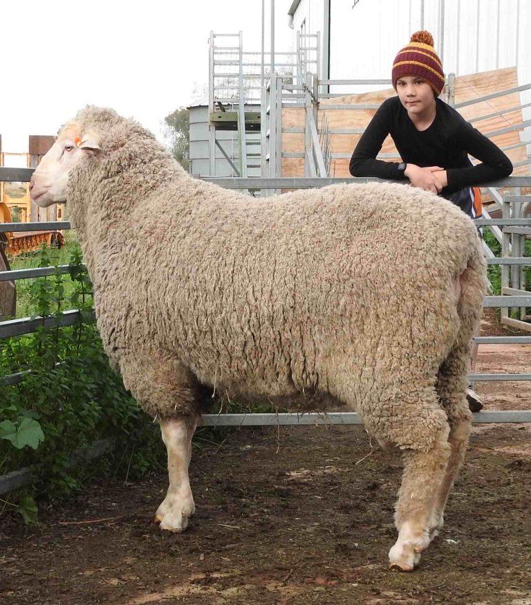 2022 Ram 1 - Bundaleer Merino Stud and Poll Merino Stud - Breeding Ewes ...